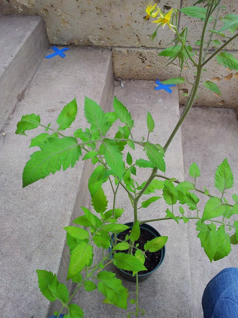 The Horticulture Society at UH: Growing Information