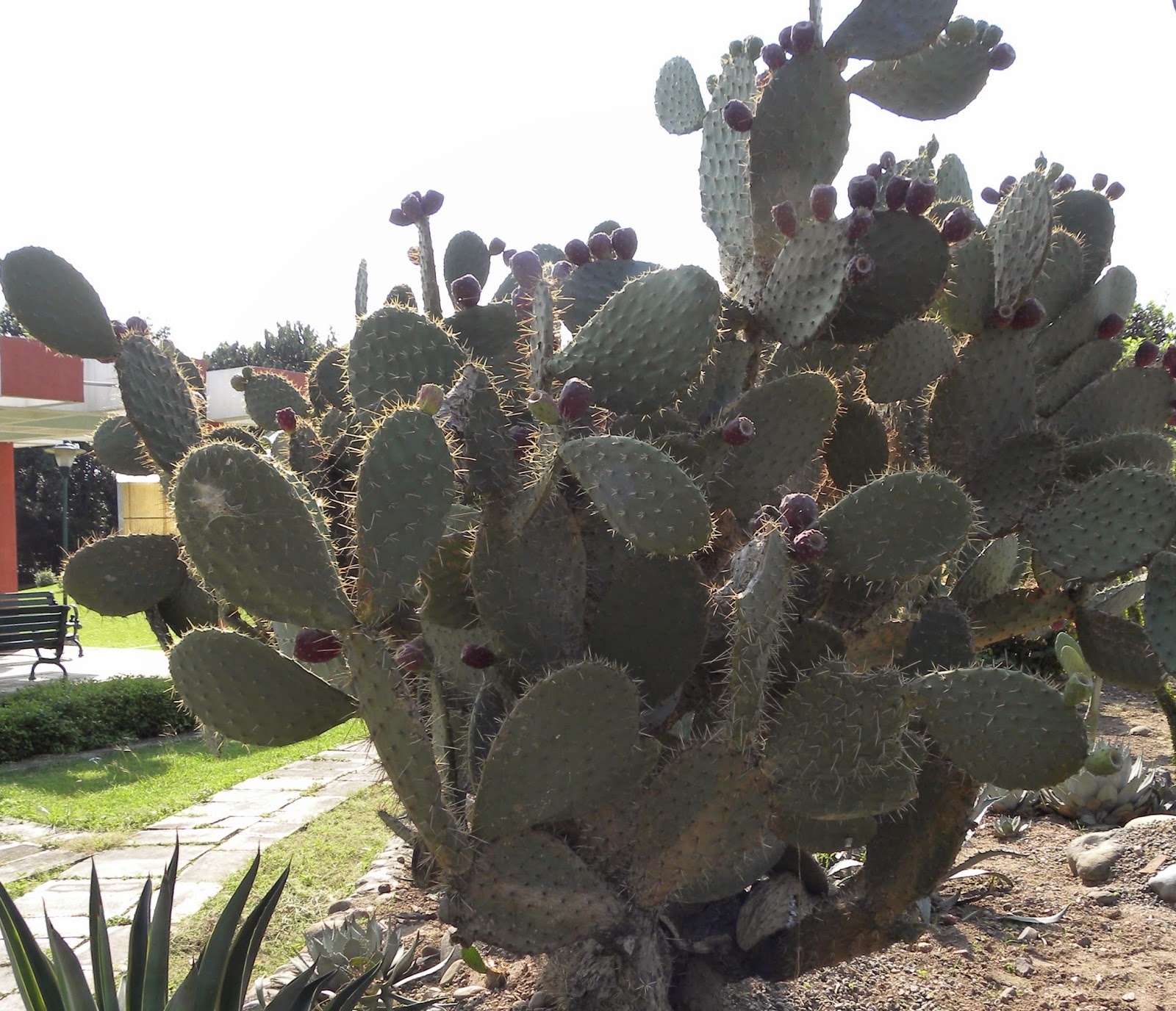VISIT THE WORLD THRU THE EYES OF MAHESH AND DIVYA : Cactus Garden ...