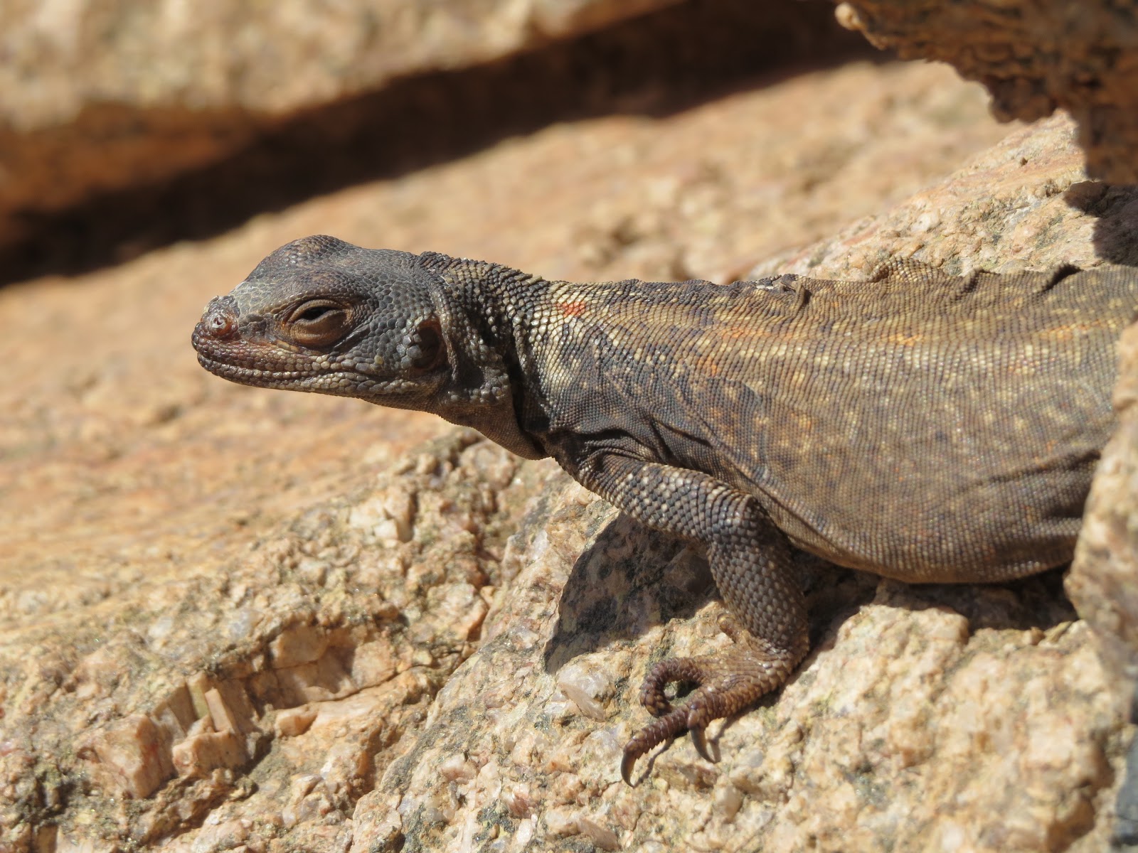 Have Book, Will Travel: The Great Chuckwalla Safari