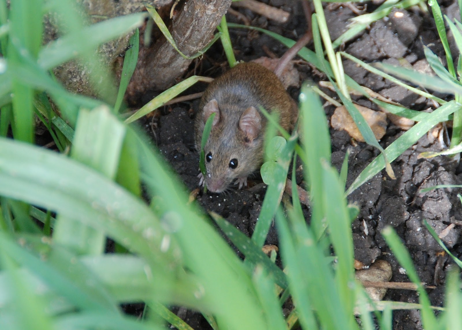 part-time Naturalist: Mus domesticus L.