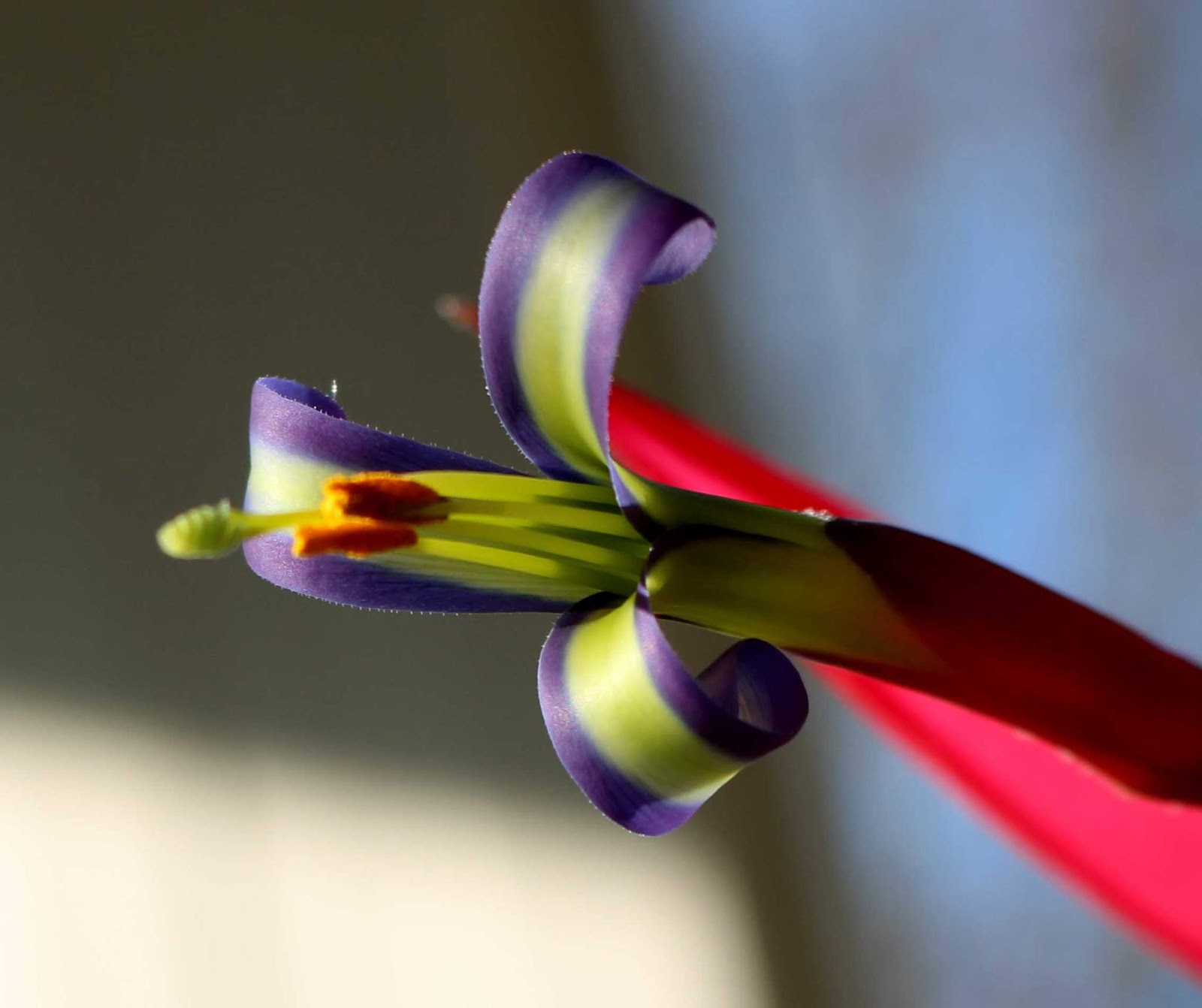 Poppular Photography: Queen of Tears Flowering for 2018