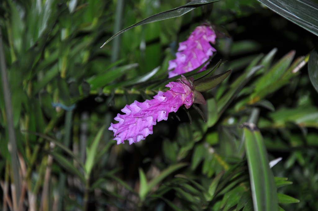 Isochilus linearis care and culture | Travaldo's blog