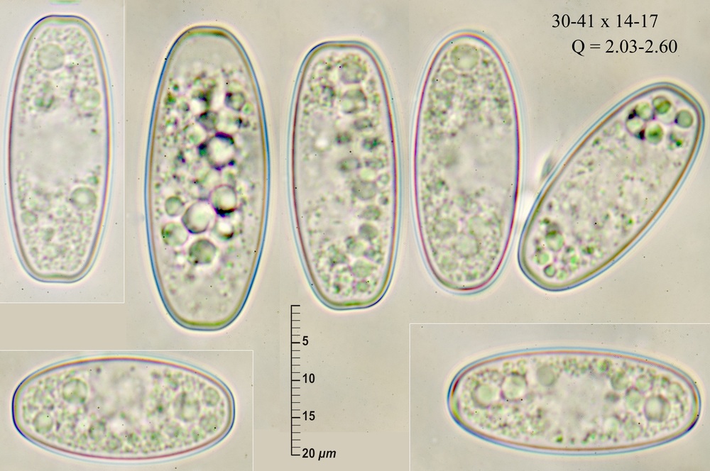 Sarcoscypha austriaca (O. Beck ex Sacc.) Boud • CEMAS