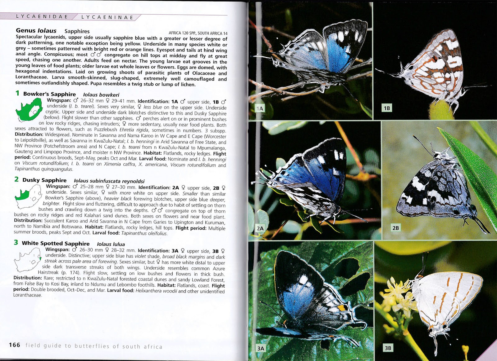 Butterflies of Singapore: Butterflies of South Africa