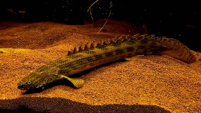 Mania de Aquário: Polypterus sp.