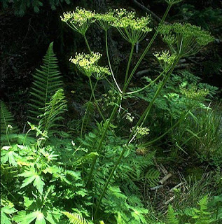 Growing Hermione's Garden: Ligusticum porteri - Osha