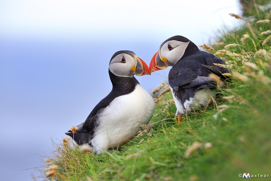 [Foto]: Puffin, Burung Cantik Yang Bersedih dan Menyesal Ketika ...