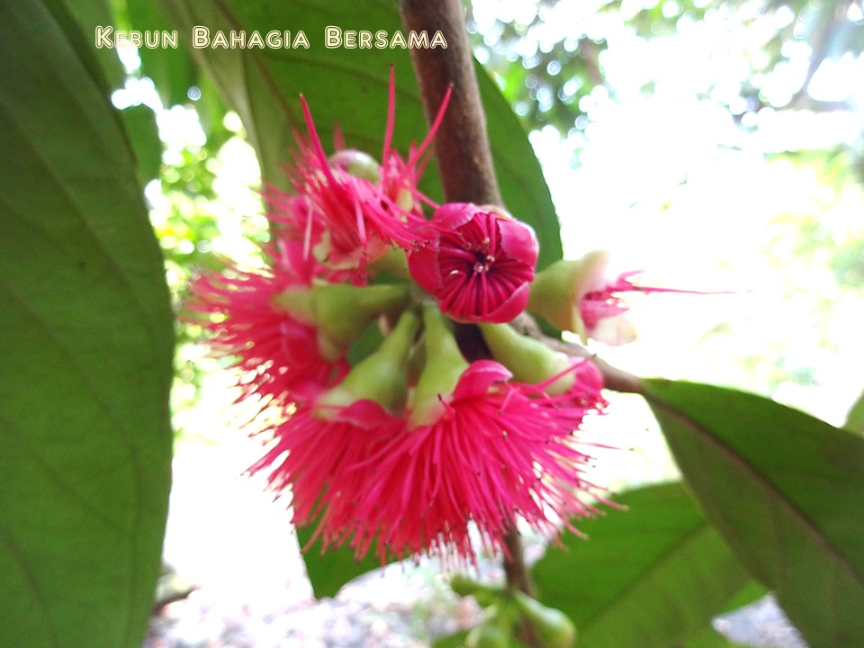 Kebun Bahagia Bersama: Bunga Jambu Bol