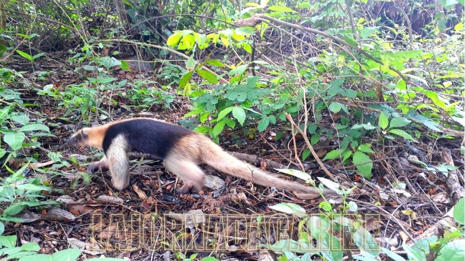 La Jornada Caribe: LEOPARDO, ZORRO CHUCHO, OSO HORMIGUERO Y CARDENAL ...