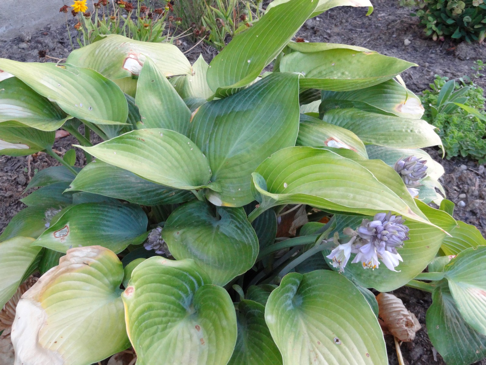 Un coin de verdure...: Une surprise! Mon hosta en fleurs!
