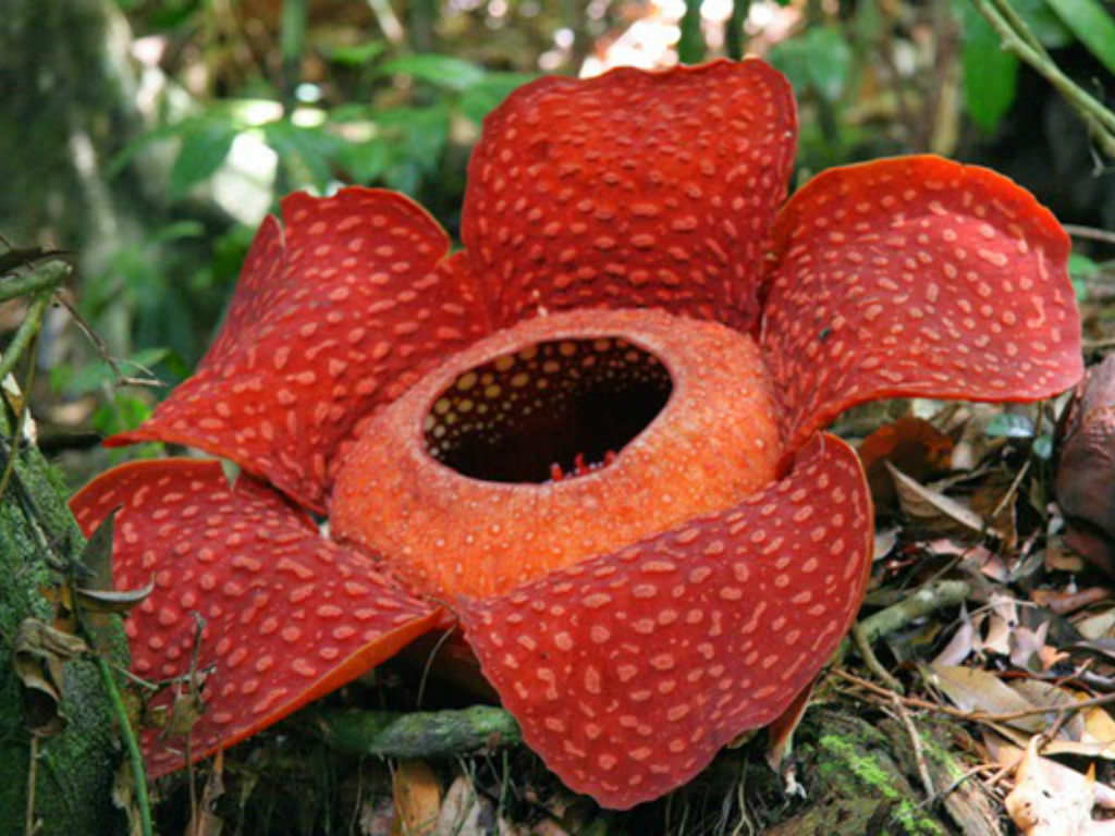RAFFLESIA ARNOLDII FLOWER photos - wallpapers | the fun bank