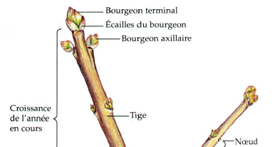 mybiologie: La tige