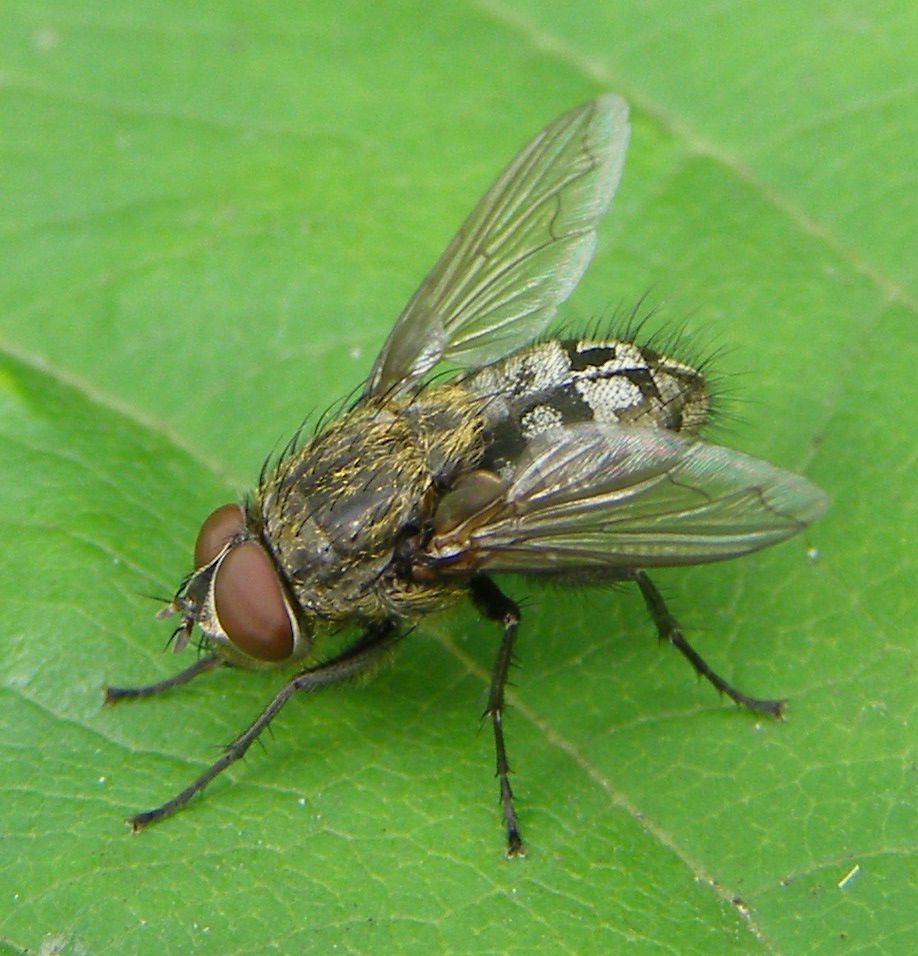 Avon Pest Control Blog How Do I Know If I Have A Problem With Cluster Flies avon-pest-control-blog-how-do-i-know-if-i-have-a-problem-with-cluster-flies
