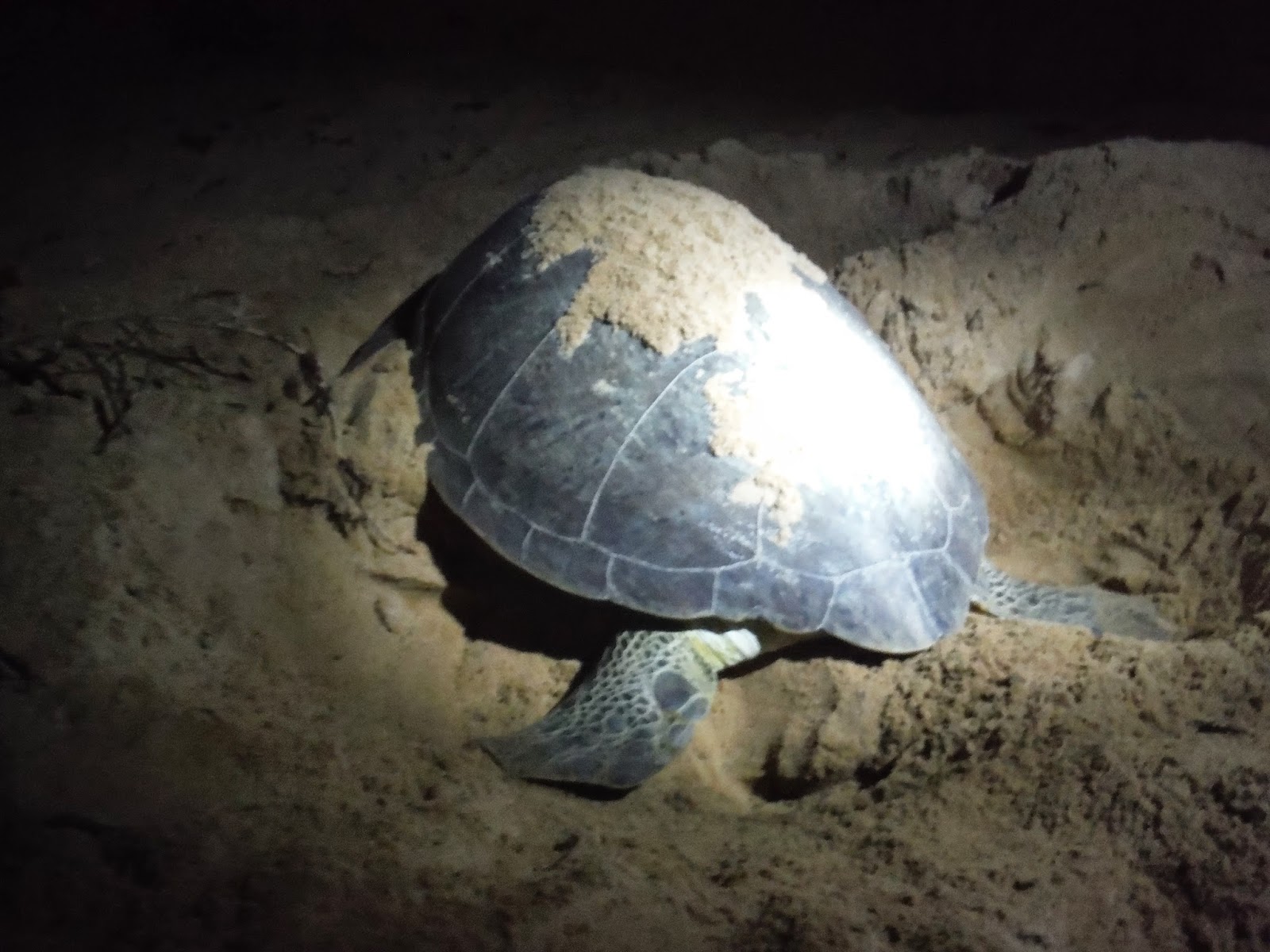 Antares op reis: Paas(schildpad)eieren zoeken in Galibi