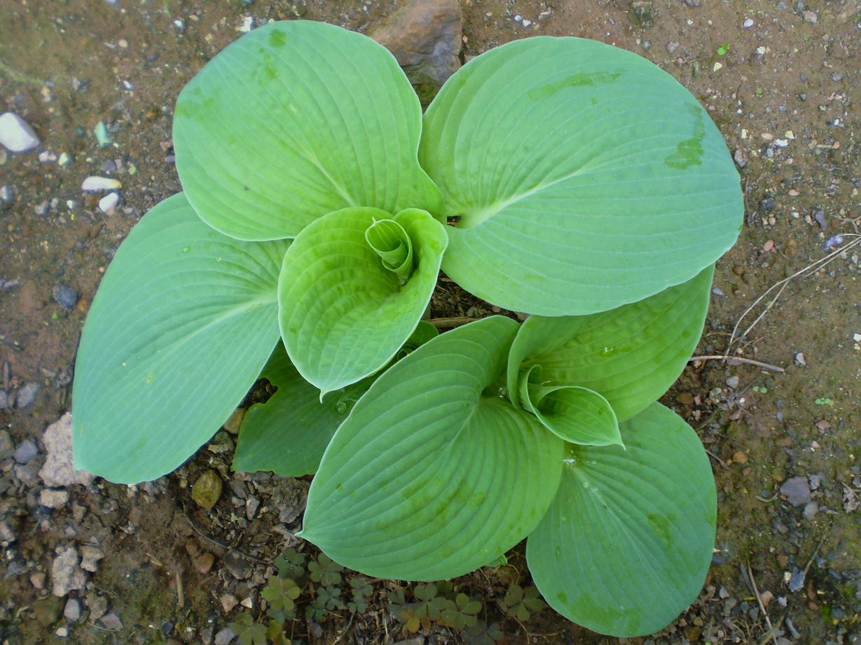 Green Jean: hosta hosta