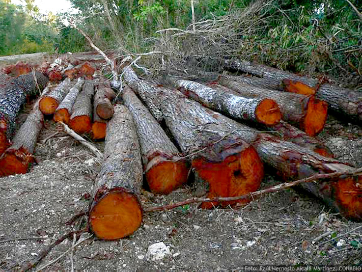 Códigos de Barras de la Vida Silvestre México - Barcode of Wildlife ...