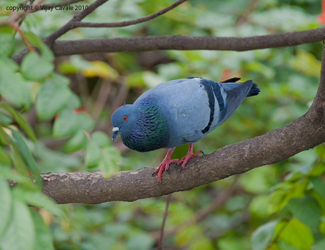 Journey of Joy: Home Sweet Home