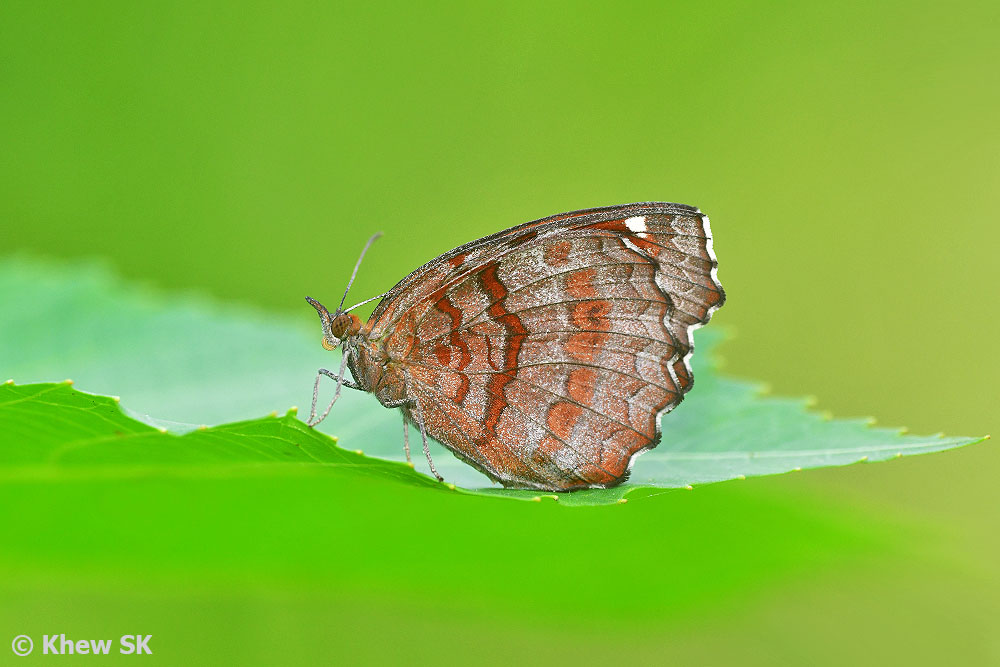Butterflies of Singapore: Return of the Angled Castor