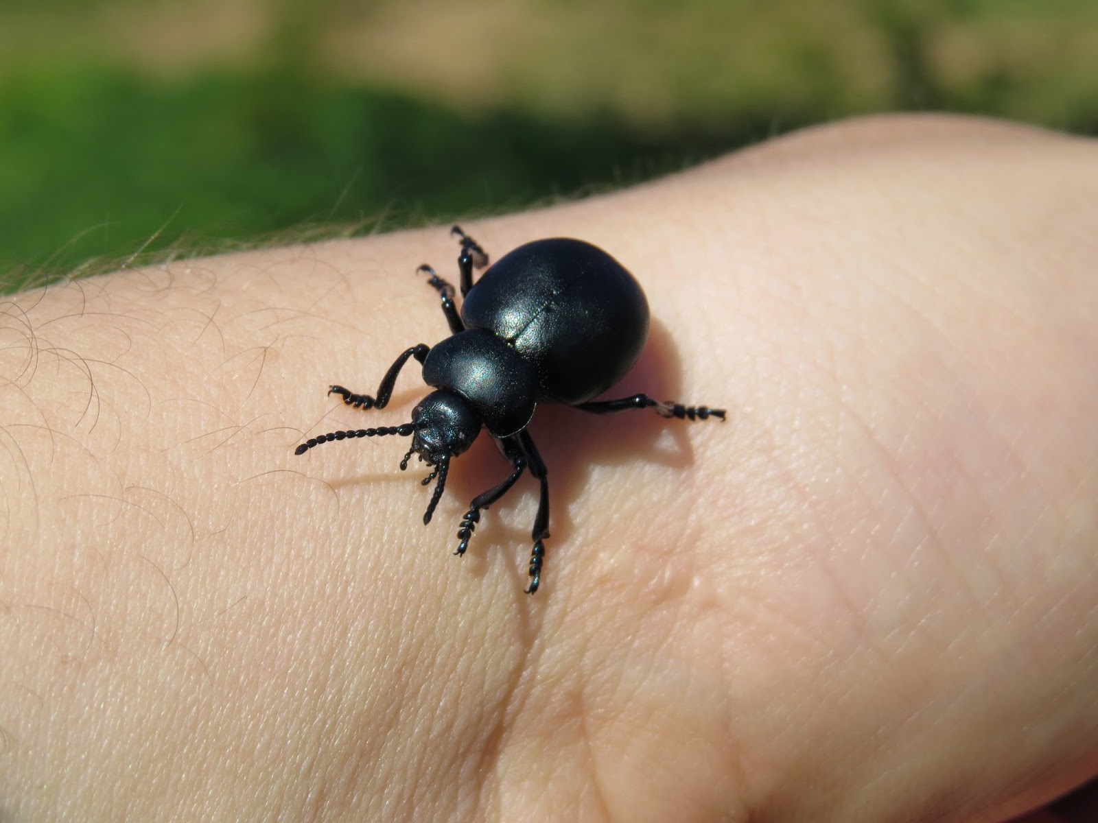 Northwest Norfolk Naturalists: Bloody-nosed Beetle