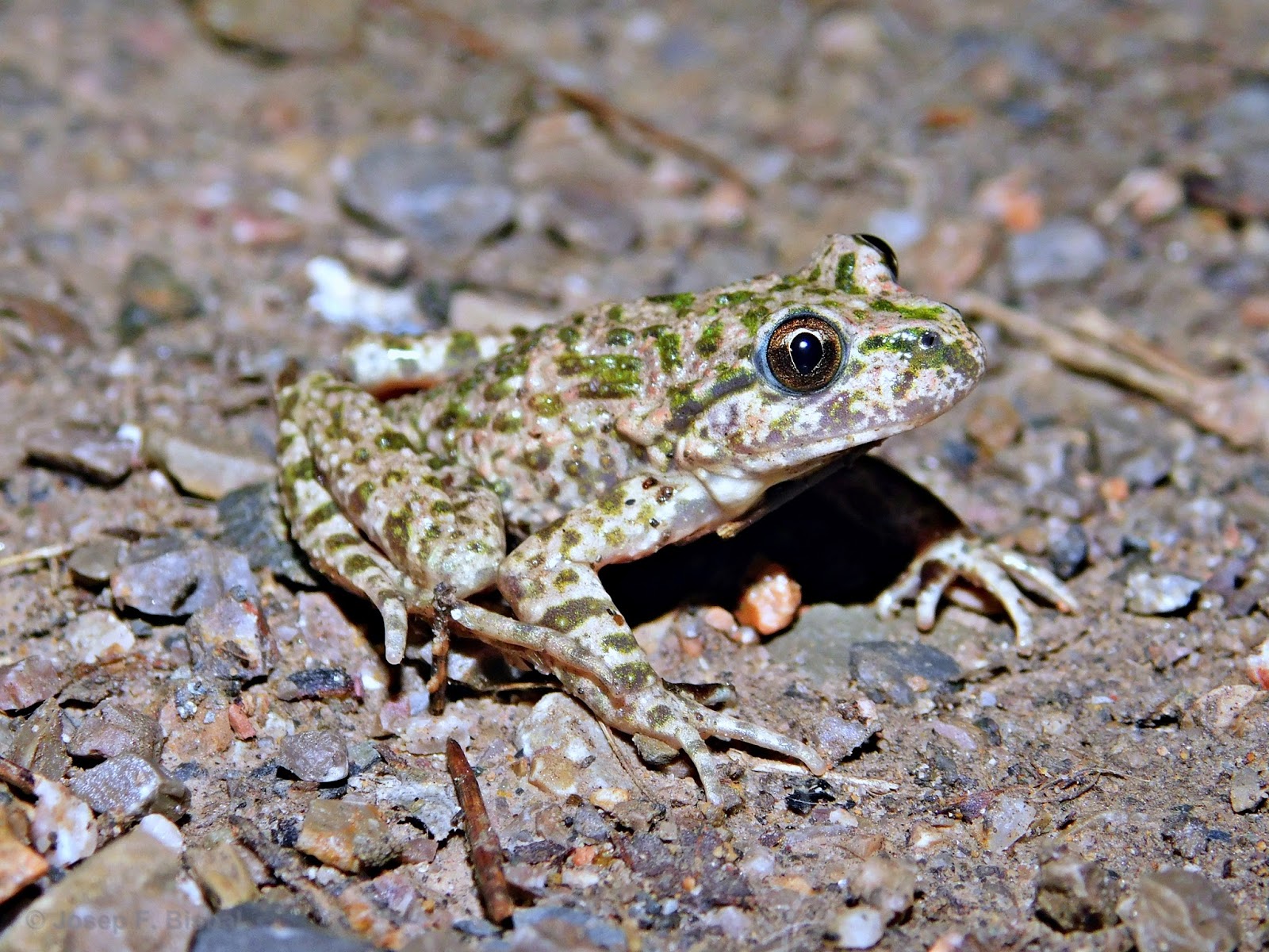(Paleo-)Herpetología: Pelodytes punctatus - Sapillo moteado septentrional