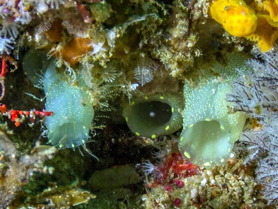 Taxonomía Visu: Phylum Chordata Clases Ascidiacea, Elasmobranchii ...