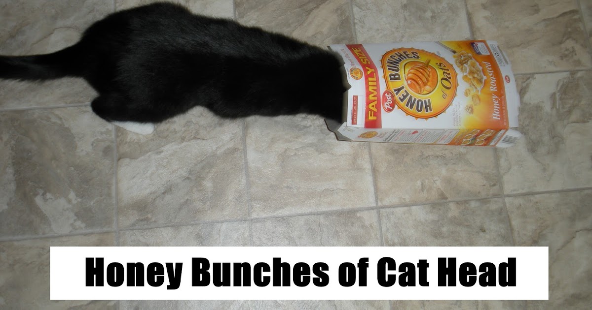 Catladyland: Cats are Funny: Cereal Cat Loses Head