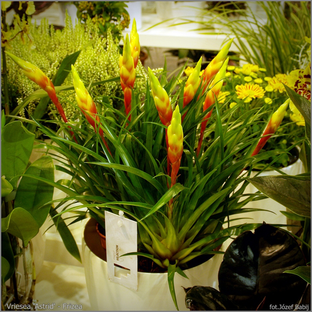 Plant Gallery - Encyklopedia Roślin: Vriesea 'Astrid' - Frizea 'Astrid'