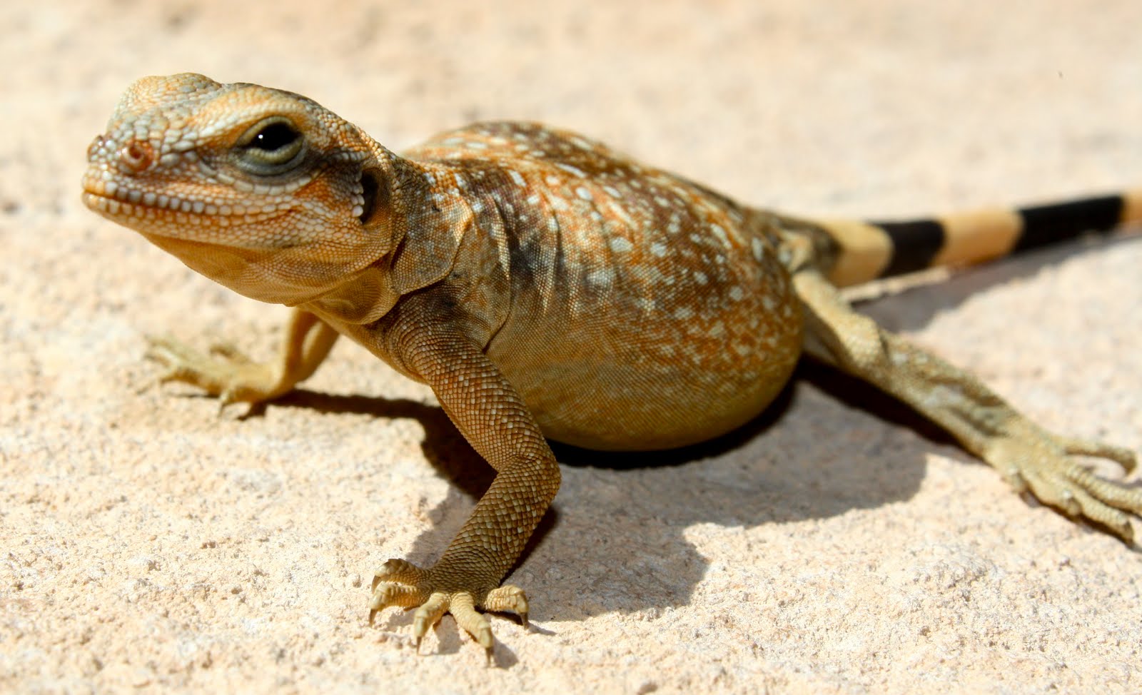 Mojave Brad: Juvenile Chuckwalla