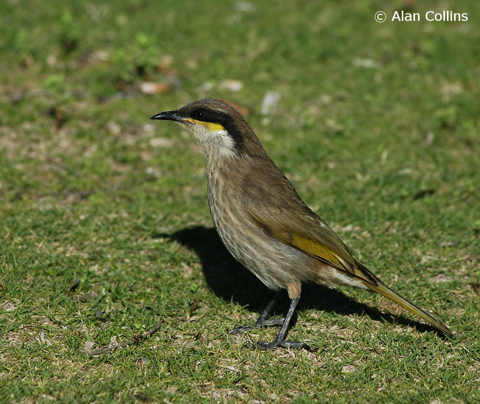 Leeuwin Current Birding: WA Endemic Subspecies - An Annotated List ...