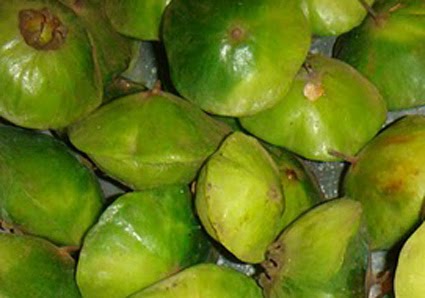 FRUTAS BRASIL: Cultivo do Cambuci