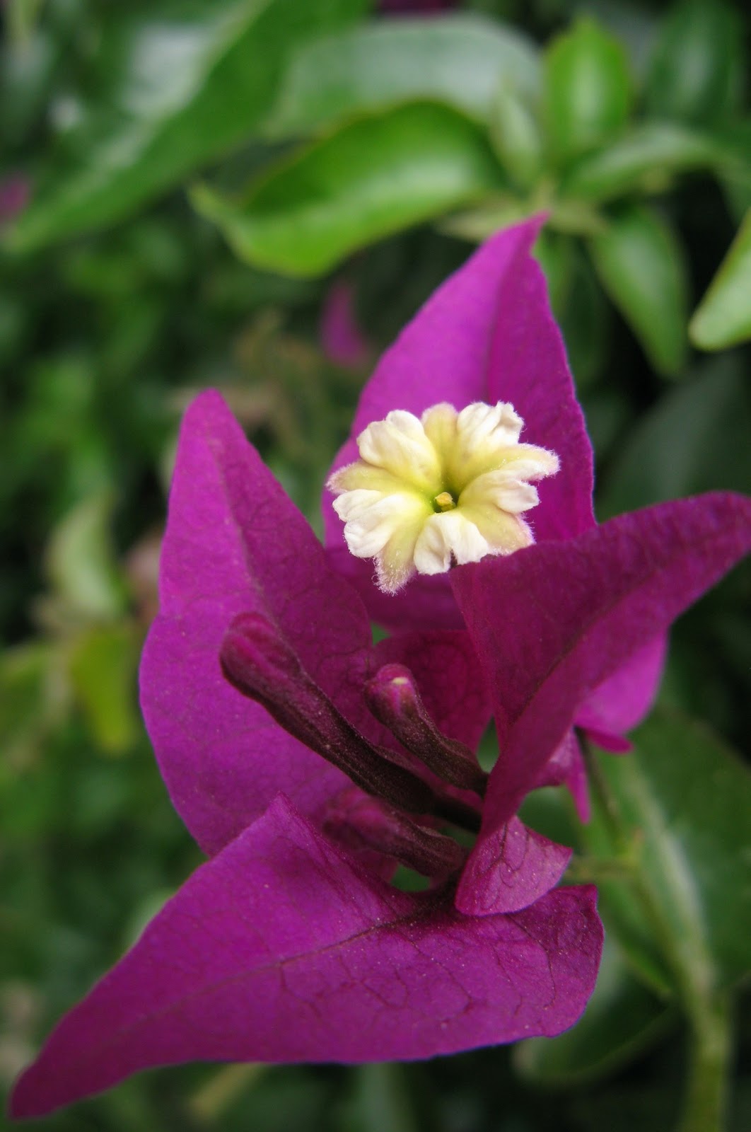 Flores y Palabras: Buganvilla (IV)