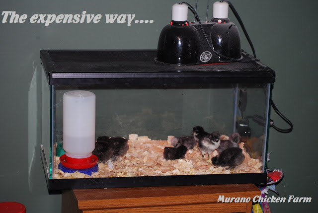 Brooder Basics, exactly what you need to raise chicks - Murano Chicken Farm