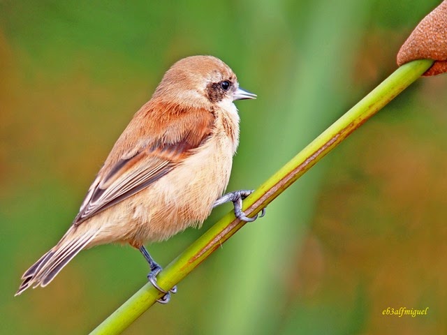 Miguel fotografia: Pájaro moscón europeo (Remiz pendulinus)