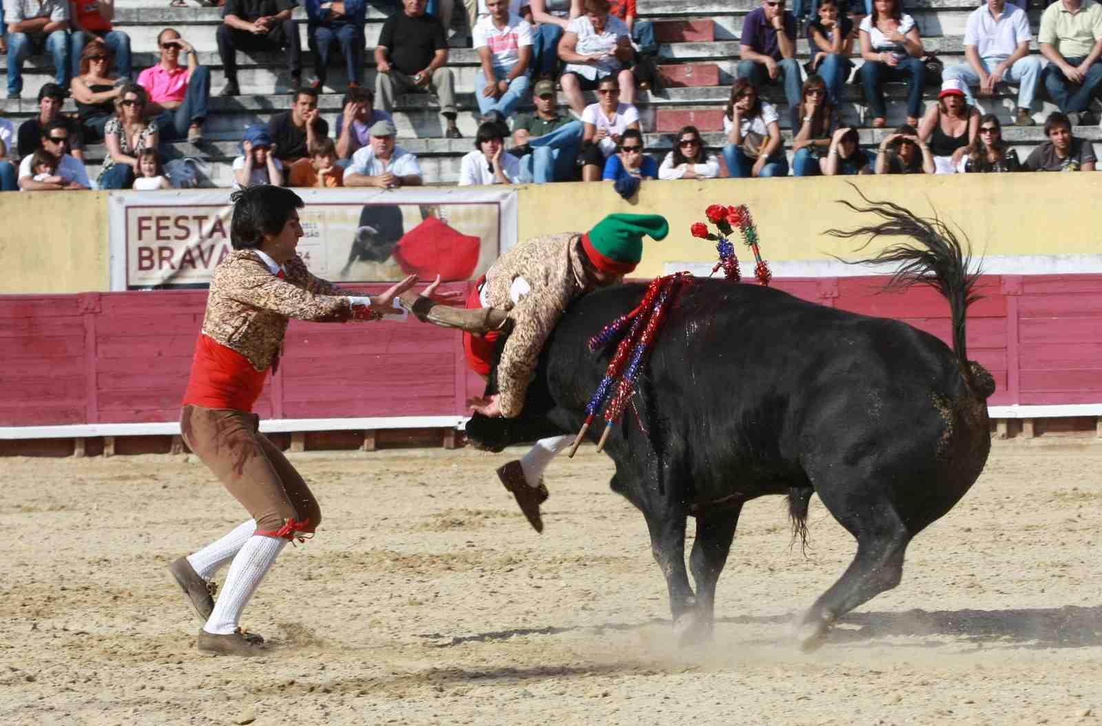 Touradas: 15 de Agosto nas Caldas: Forcados de Santarém no cartel