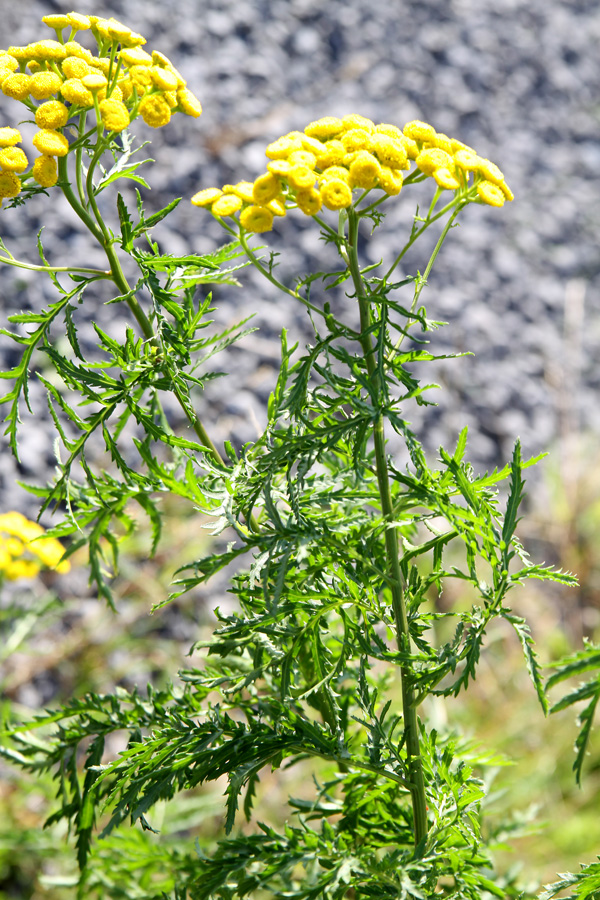 Healing Weeds: Tansy