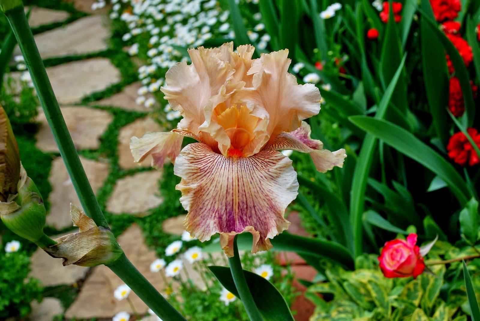 World of Irises: Personal Favorites: Tall Bearded Iris 'Peach Royale'