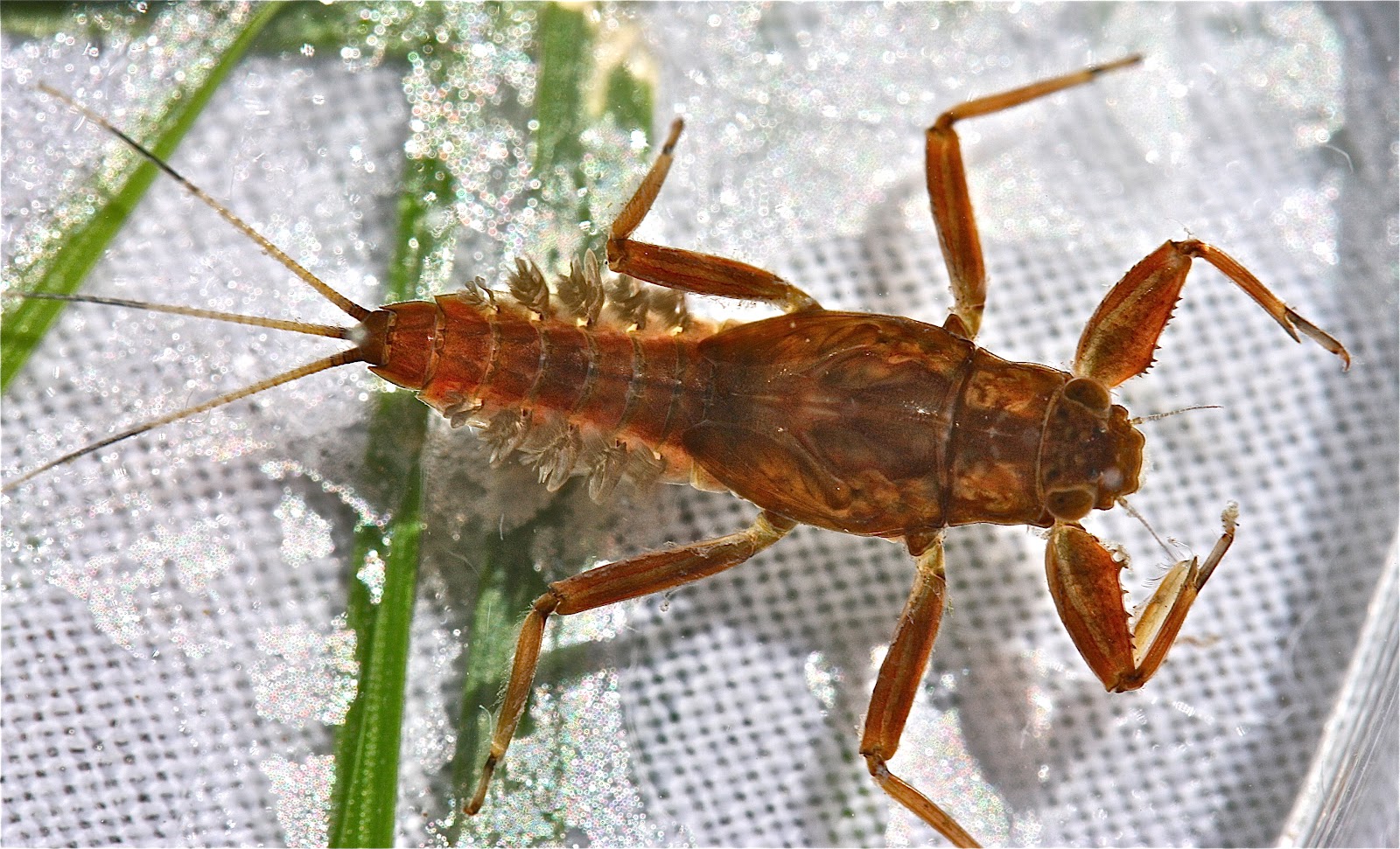 Aquatic Insects of Central Virginia: Drunella coloradensis: Making the Case