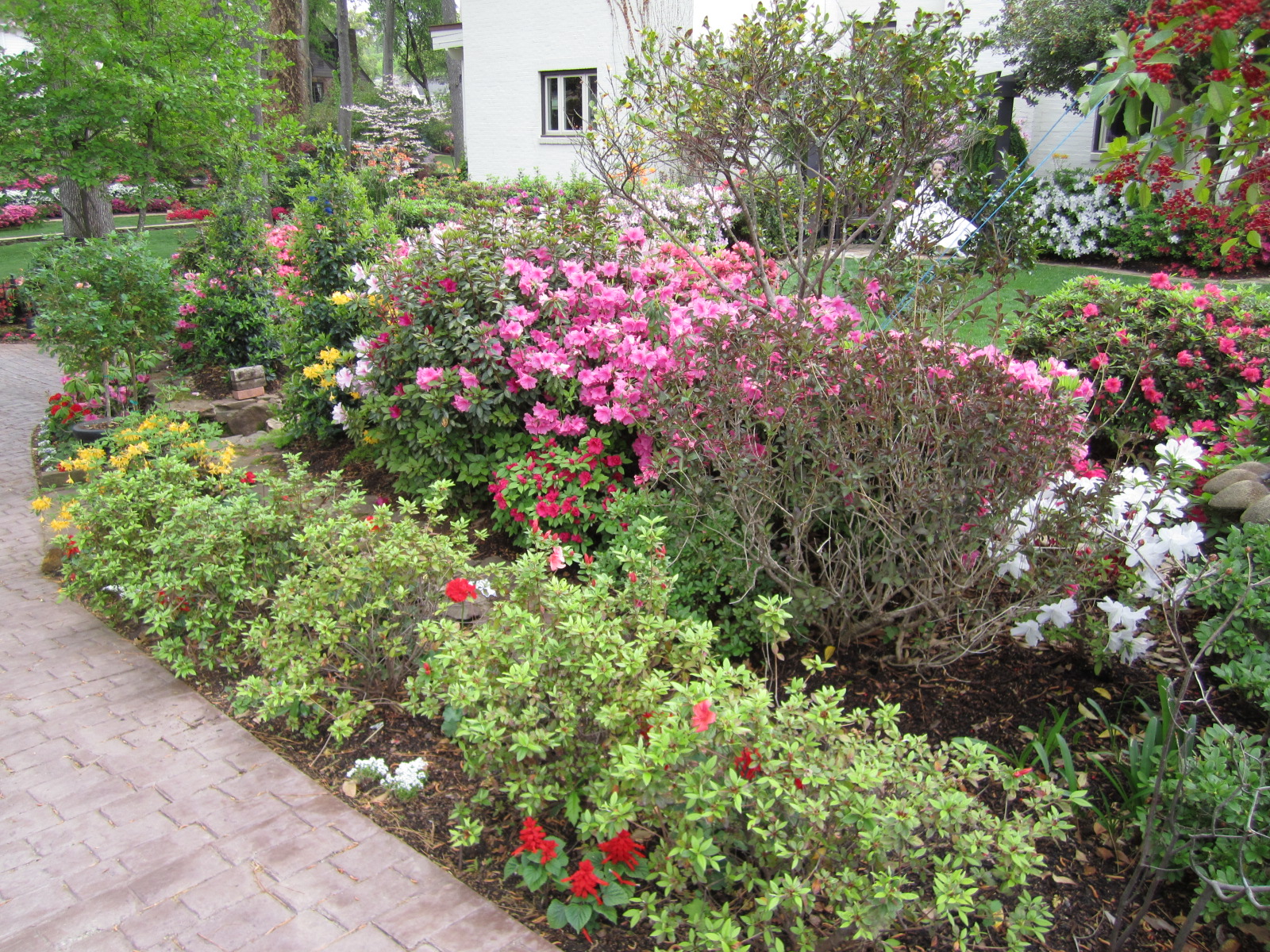 Roses and Other Gardening Joys: Azalea Trail Highlights