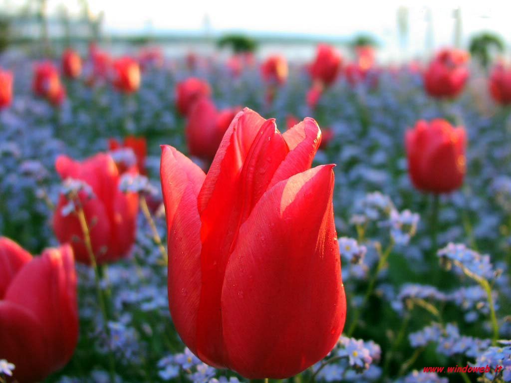 immagini fiori coloratissimi