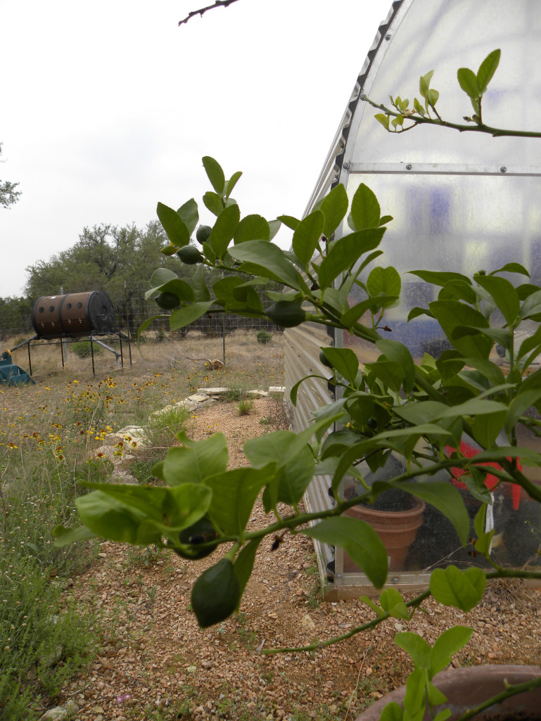 Diane's Texas Garden: Lemon Tree is Blooming Again