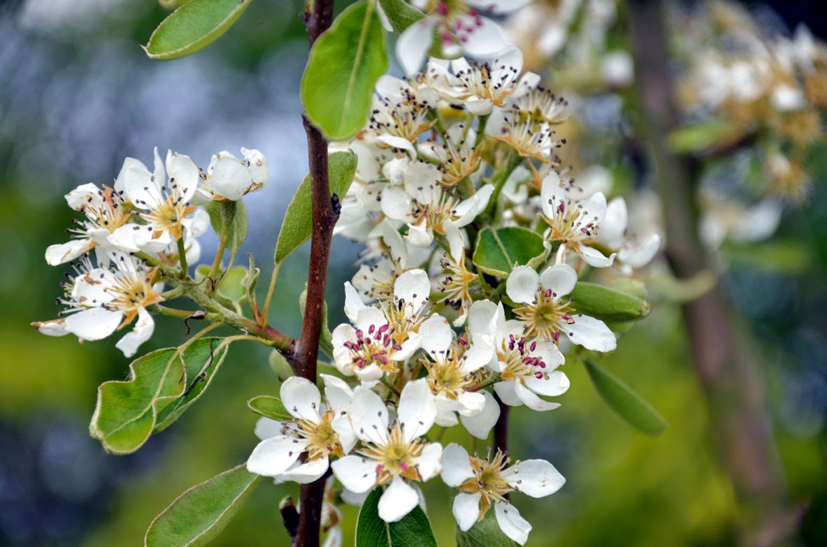 North Fife: Fruit tree blossom North Fife