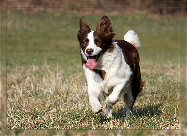 Fotos mit Aphorismen: Der Hund :)