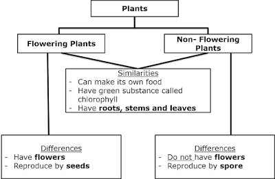 P3 Science: Plants