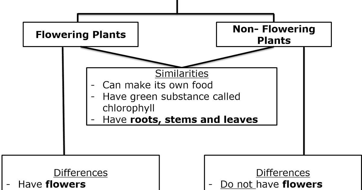 P3 Science: Plants