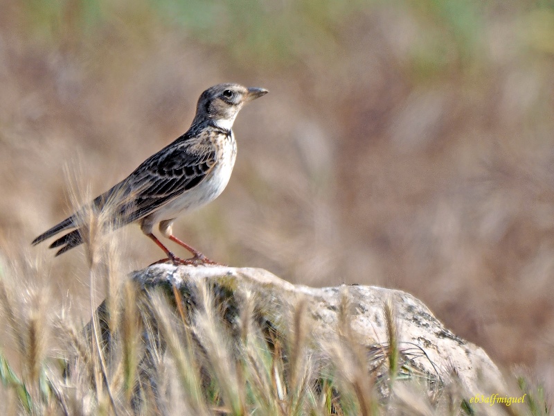 MIS AMIGAS LAS AVES: Calandria común (Melanocorypha calandra)