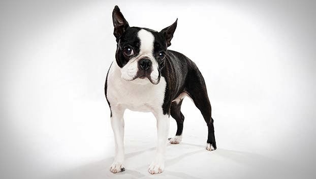 Life Expectancy of The Boston bull terrier a hybrid breed mix of ...