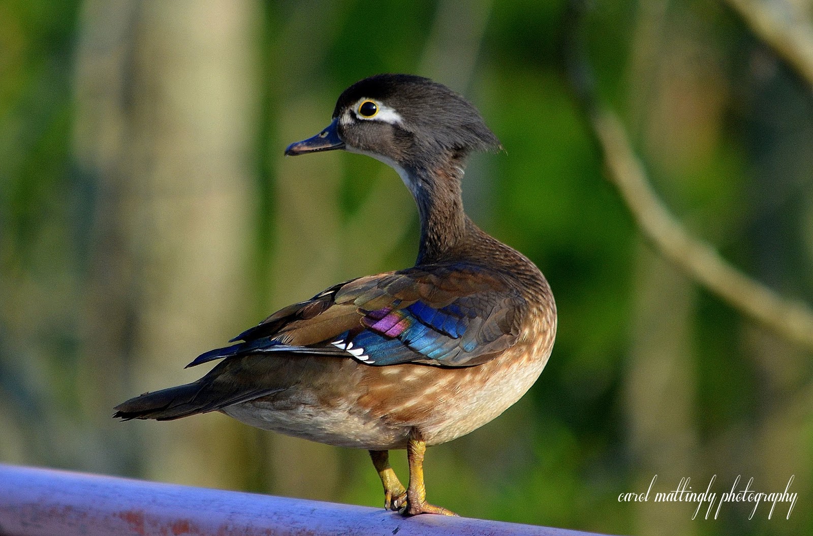 Carol Mattingly Photography: Juvenile Wood Duck, Murfree Spring Wetlands