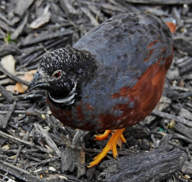 BIRDWALKERMONDAY: 19-3-2017 MIAMI, FLORIDA - ASIAN BLUE QUAIL (Synoicus ...