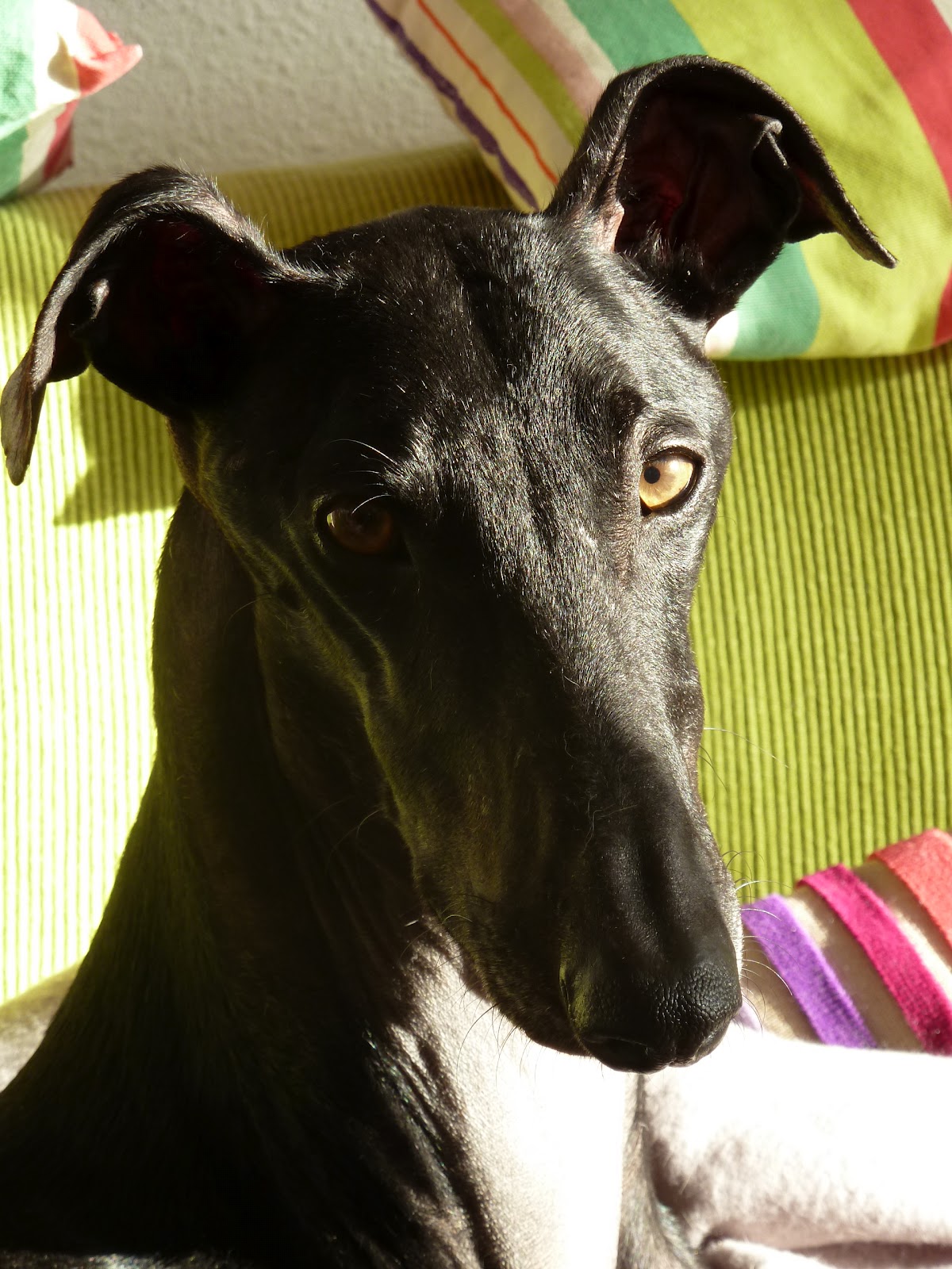 Epi y Teo ,una buena de galgos: BUENAS RAZONES PARA ADOPTAR UN GALGO NEGRO.