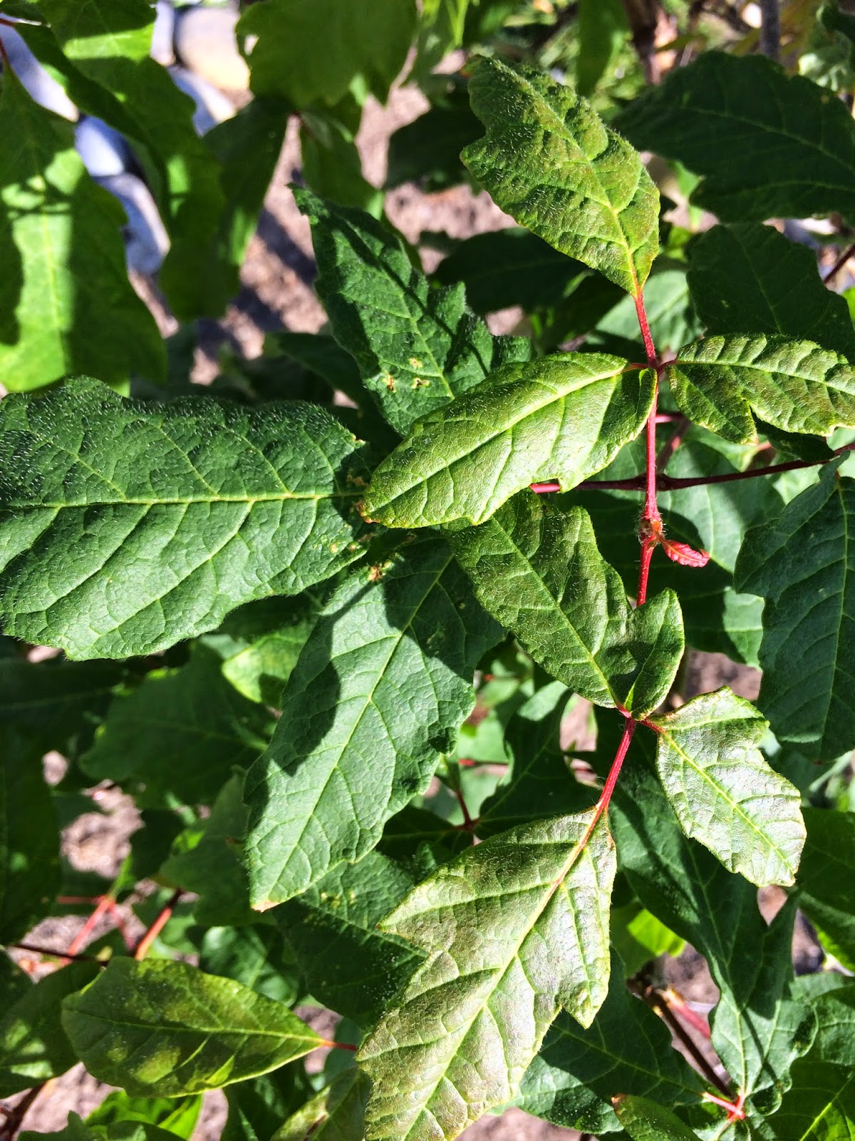 Trees of Santa Cruz County: Acer triflorum - Three-flowered maple